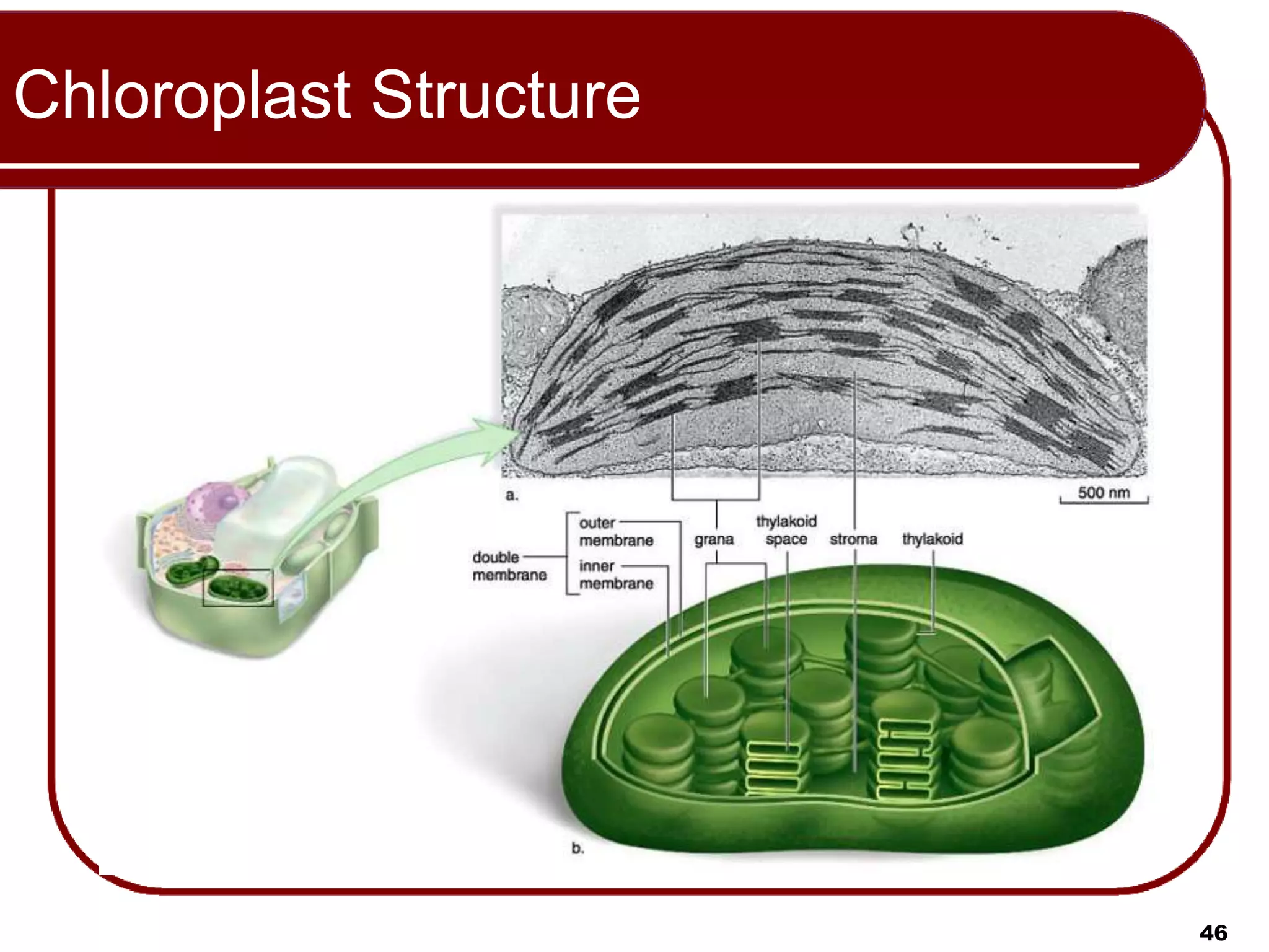 Lecture 1 Cell.ppt