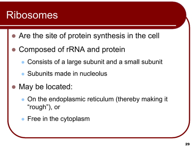 Lecture 1 Cell.ppt