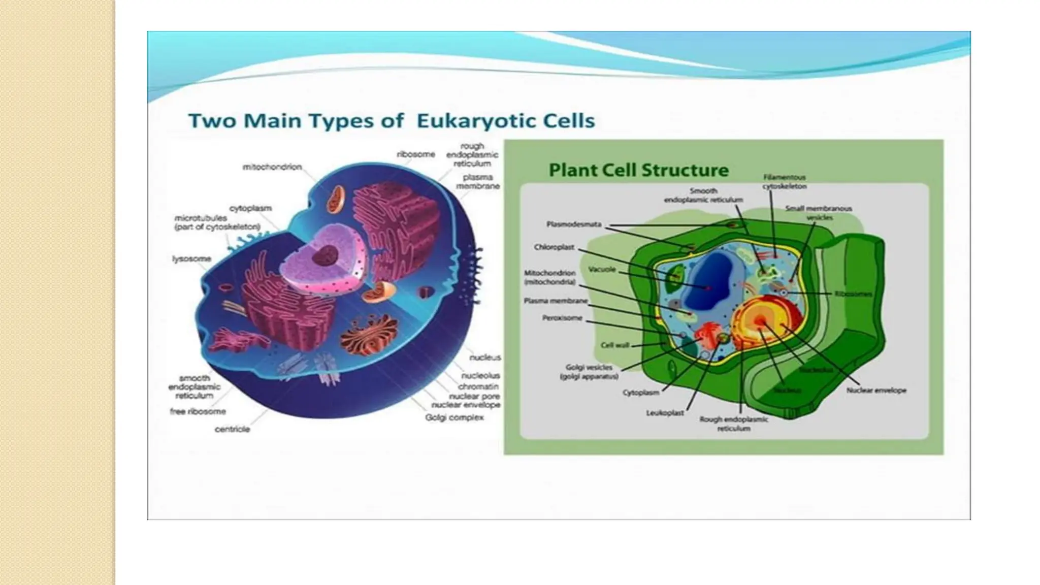 lecture what is cell and its different types | PPTX