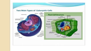 lecture what is cell and its different types | PPTX