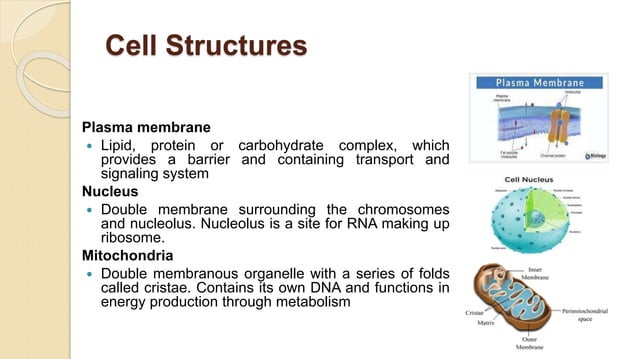 lecture what is cell and its different types | PPTX