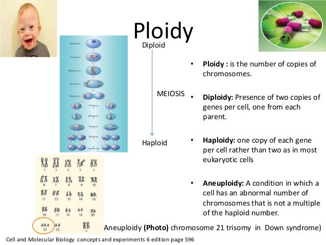 Lecture 1 cell cycle new