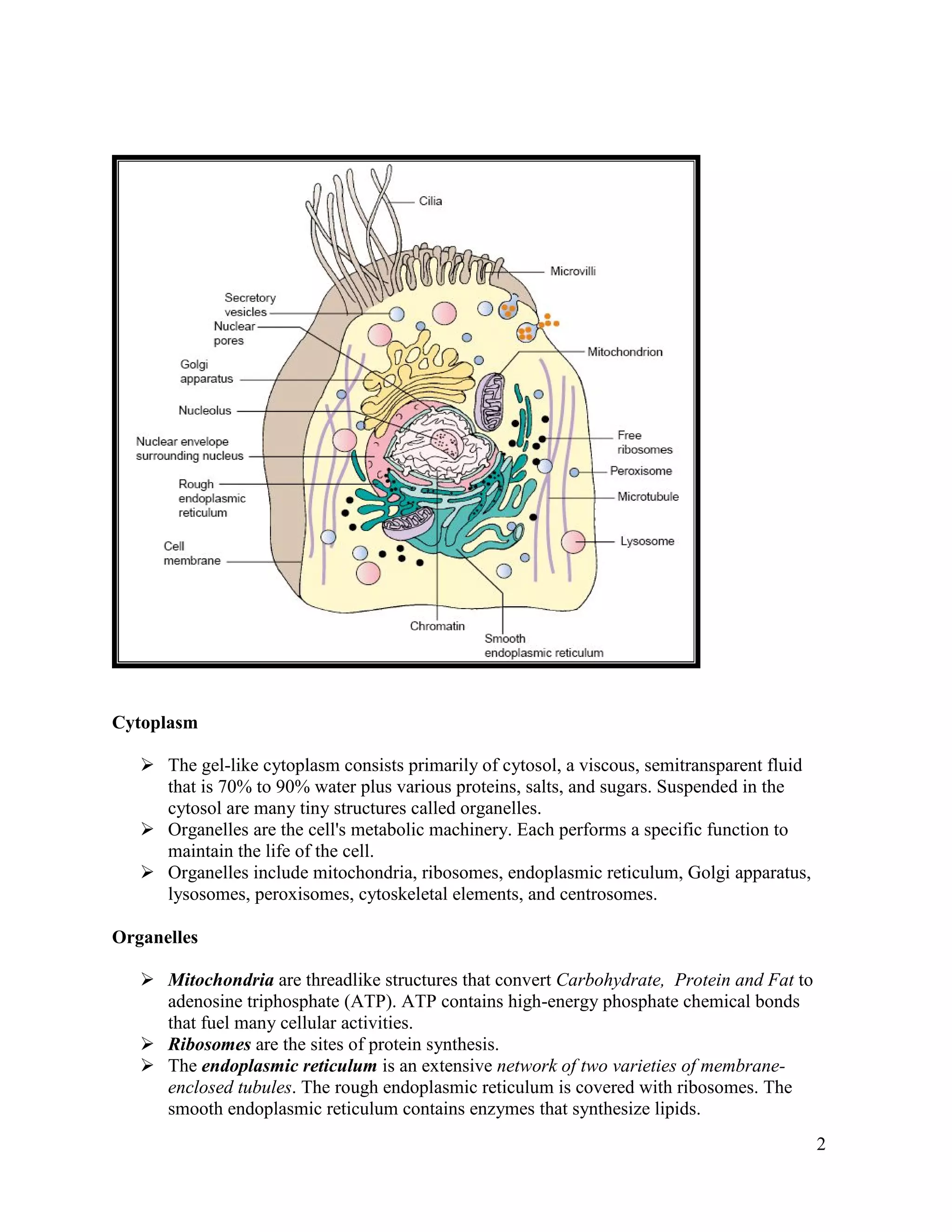 Pathology - Cell Injury | PDF
