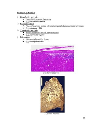 Pathology - Cell Injury | PDF