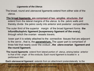 lecture 1 Clinical anatomy of the reproductive tract ,vulvovaginitis (1 ...