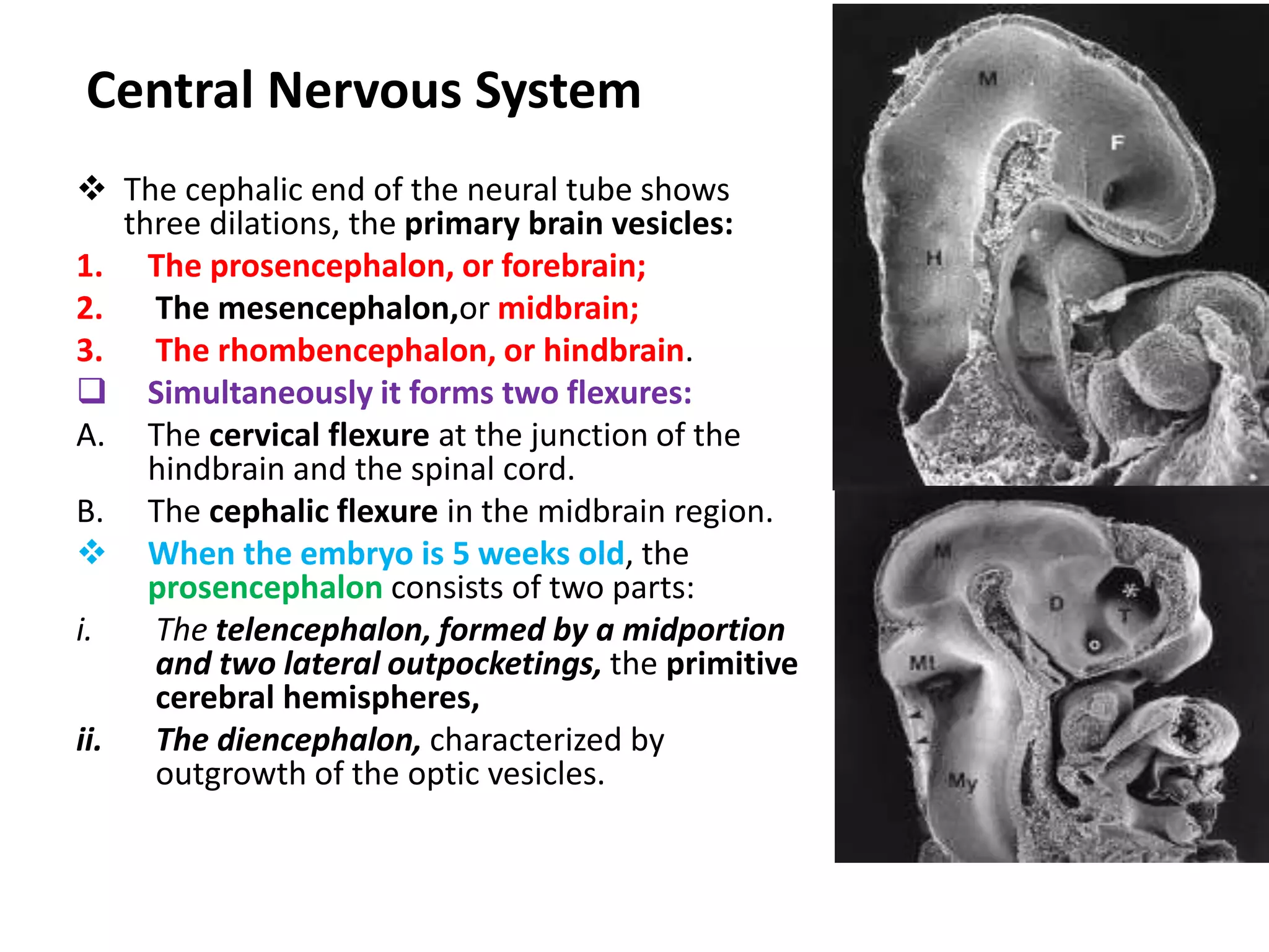 cns embryology and anomalies | PPTX