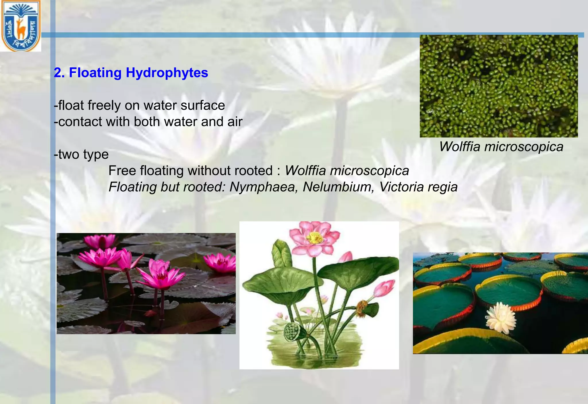 Lecture 1 definition, classification of marine hydrophytes | PPTX