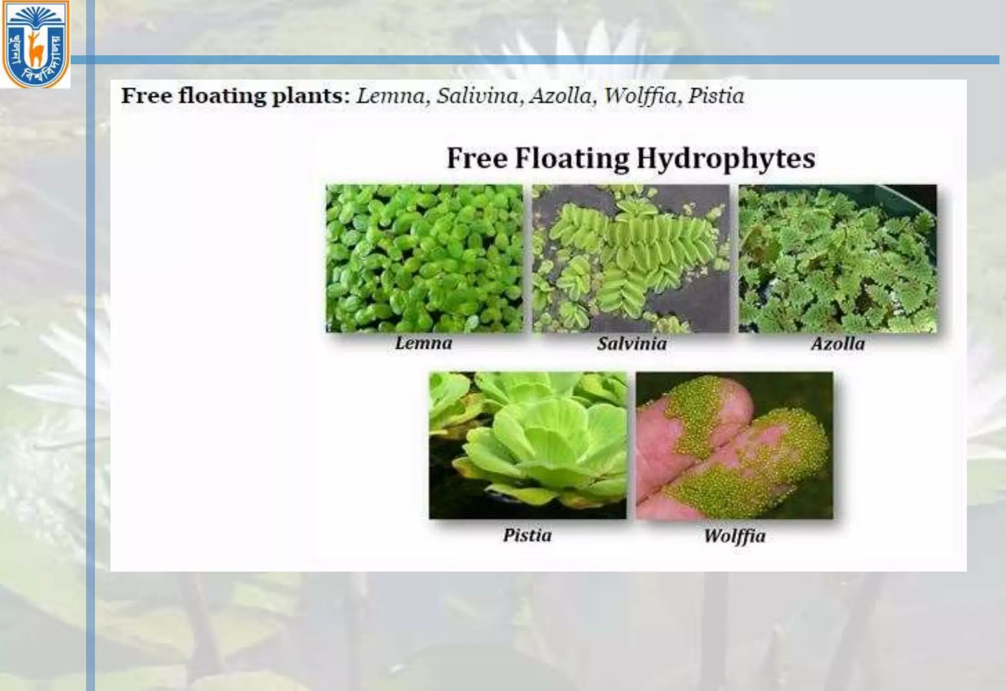 Lecture 1 definition, classification of marine hydrophytes | PPTX
