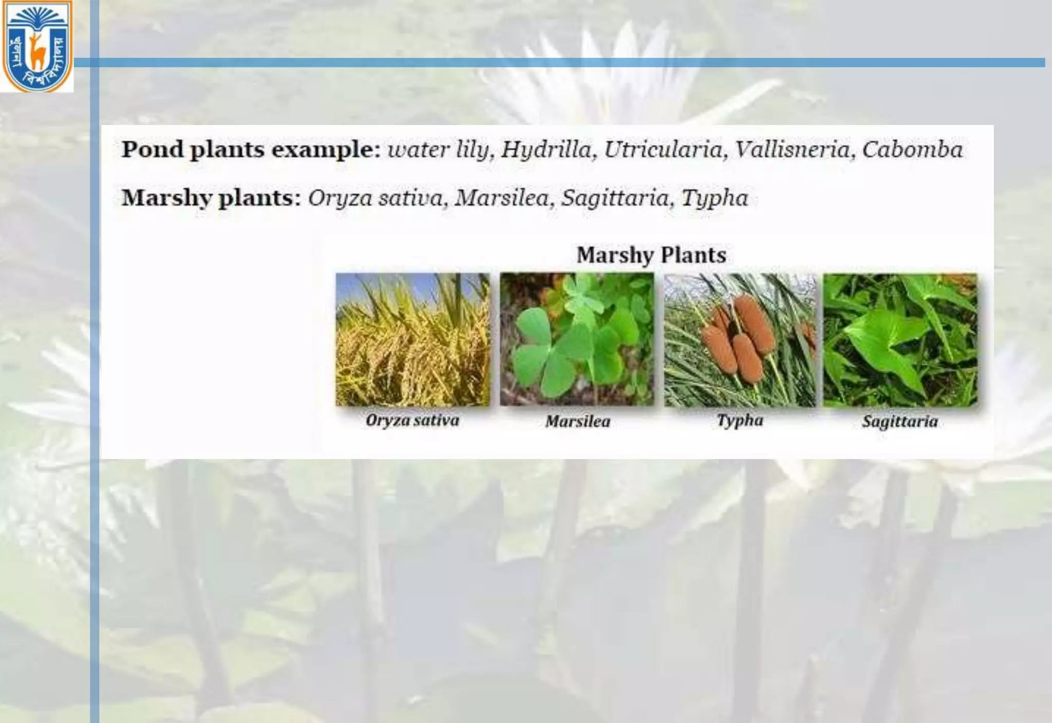 Lecture 1 definition, classification of marine hydrophytes | PPTX