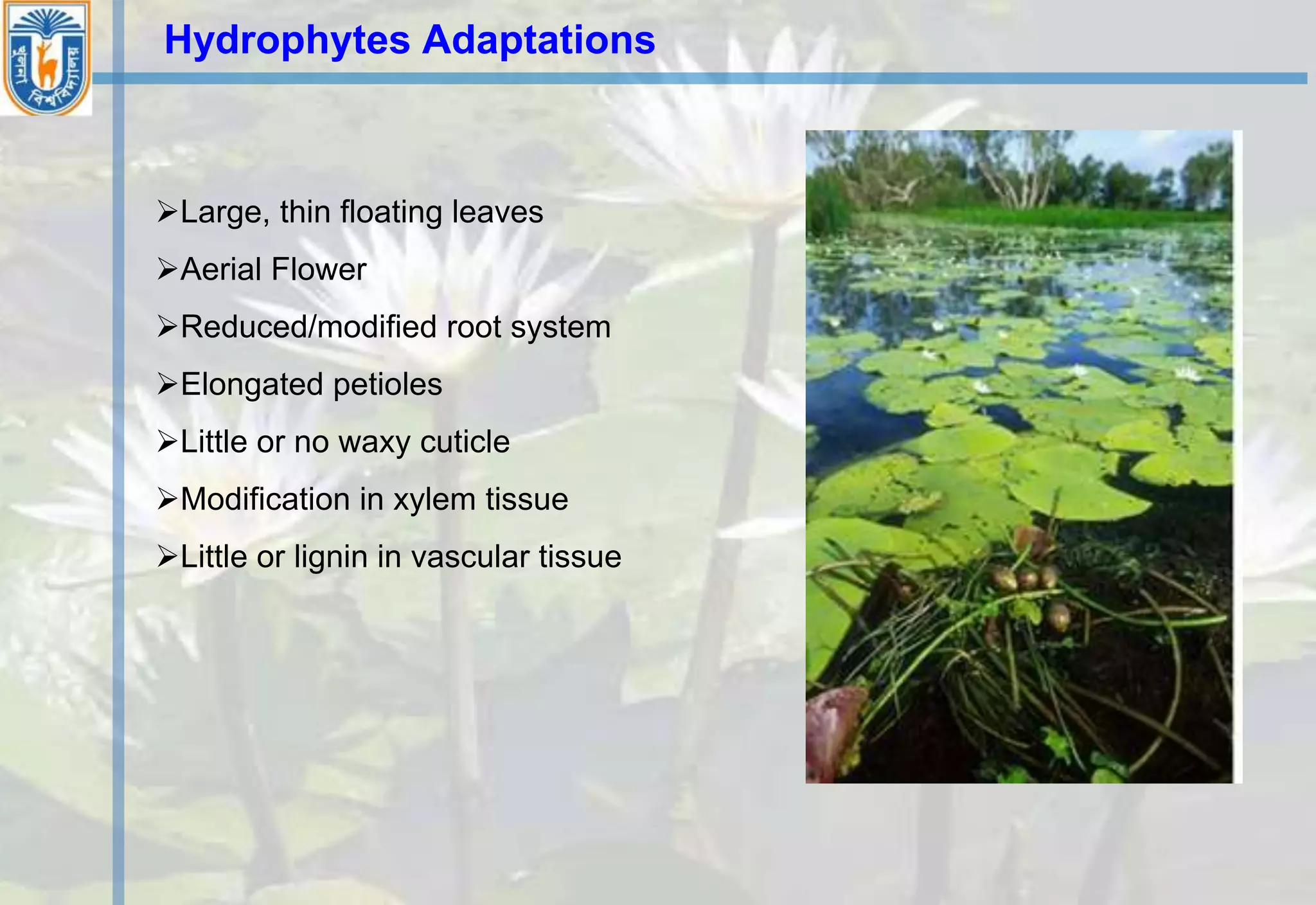 Lecture 1 definition, classification of marine hydrophytes | PPTX