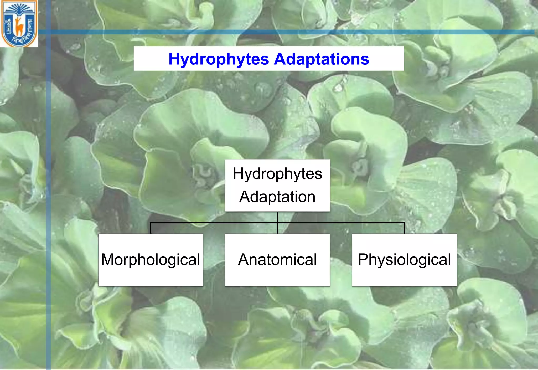 Lecture 1 definition, classification of marine hydrophytes | PPTX