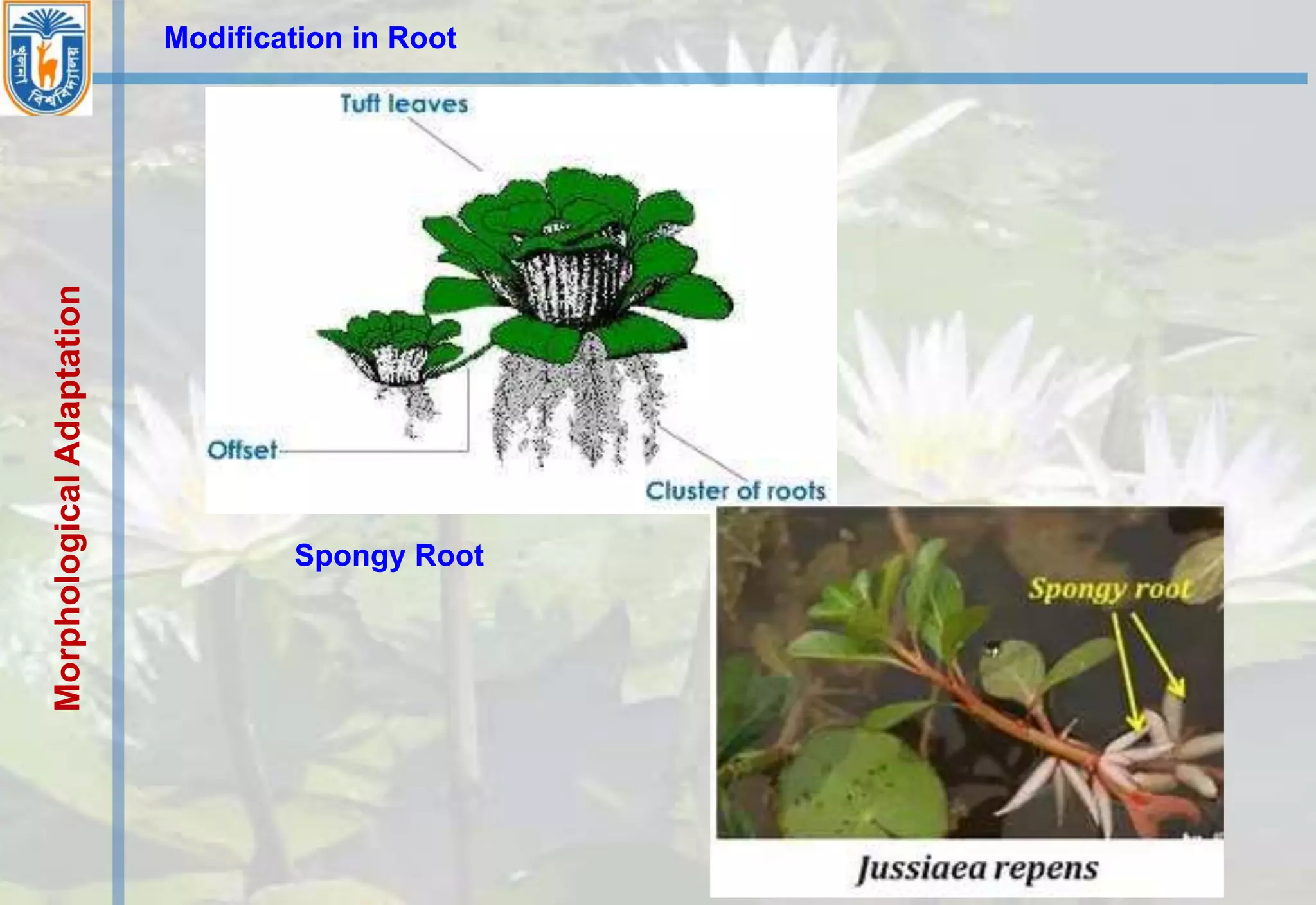 Lecture 1 definition, classification of marine hydrophytes | PPTX