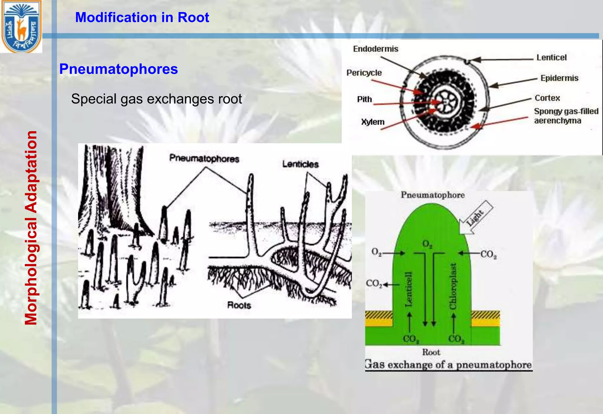 Lecture 1 definition, classification of marine hydrophytes | PPTX