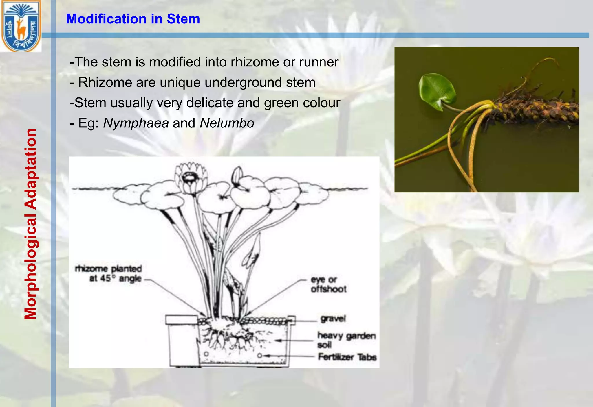 Lecture 1 definition, classification of marine hydrophytes | PPTX