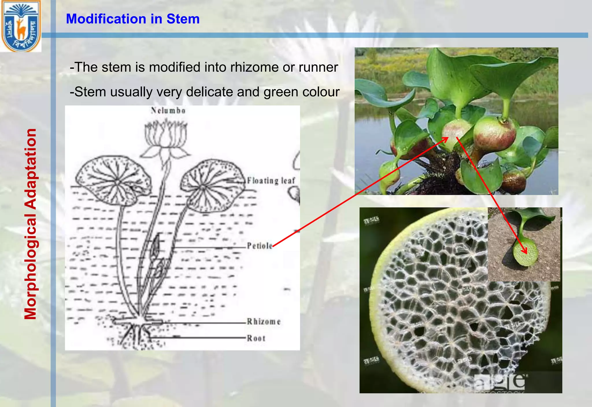 Lecture 1 definition, classification of marine hydrophytes | PPTX