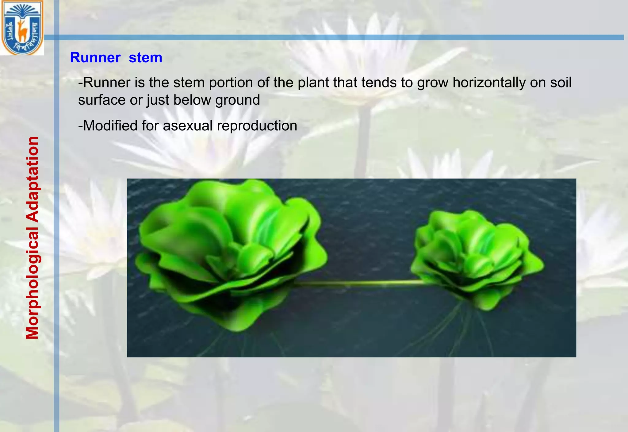 Lecture 1 definition, classification of marine hydrophytes | PPTX