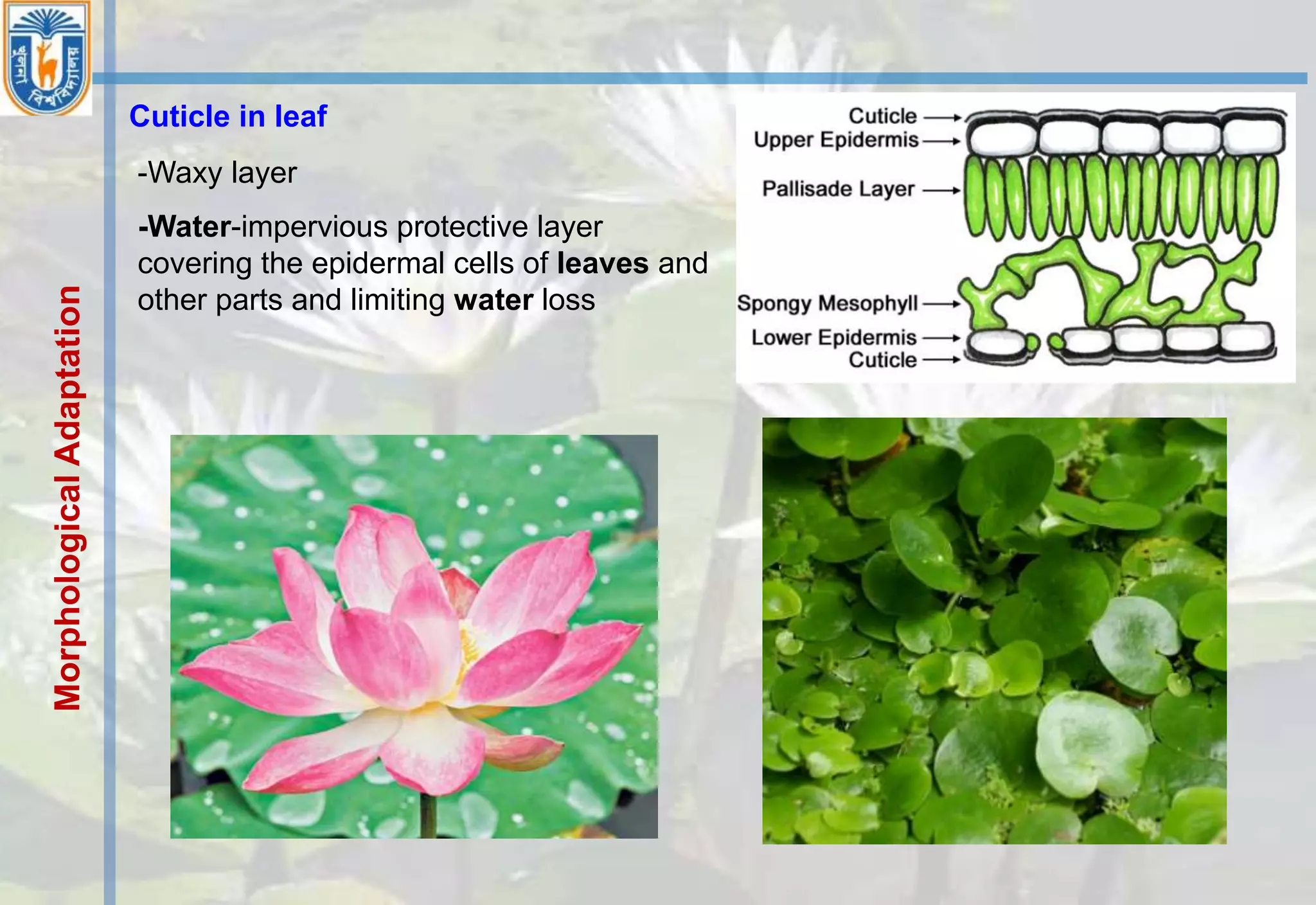 Lecture 1 definition, classification of marine hydrophytes | PPTX