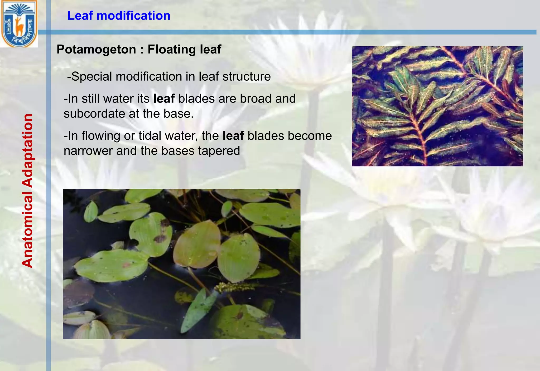 Lecture 1 definition, classification of marine hydrophytes | PPTX