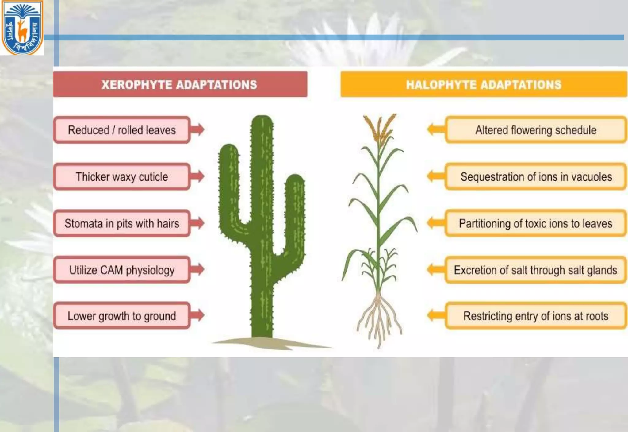 Lecture 1 definition, classification of marine hydrophytes | PPTX