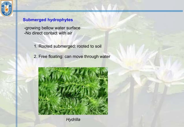 Lecture 1 definition, classification of marine hydrophytes | PPTX