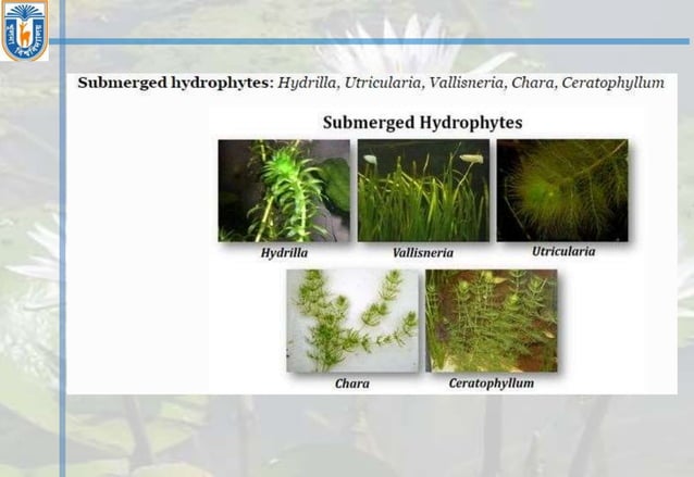 Lecture 1 definition, classification of marine hydrophytes | PPTX