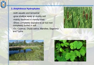 Lecture 1 definition, classification of marine hydrophytes | PPTX