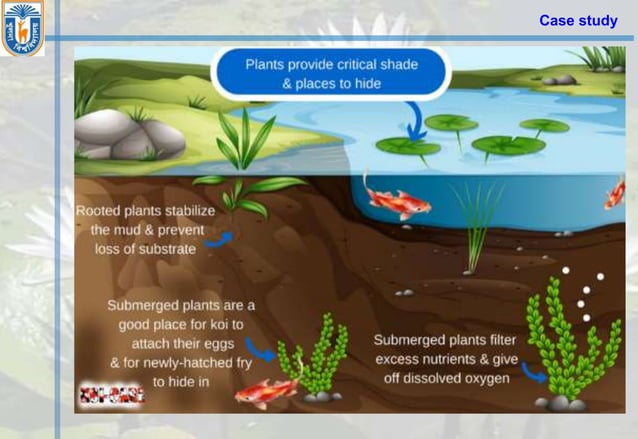 Lecture 1 definition, classification of marine hydrophytes | PPTX