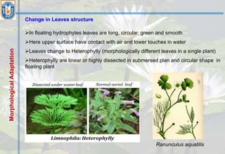 Lecture 1 definition, classification of marine hydrophytes | PPTX