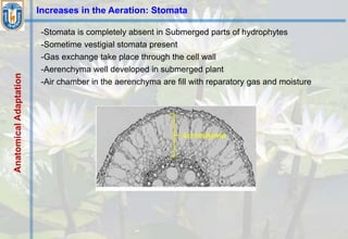 Lecture 1 definition, classification of marine hydrophytes | PPTX