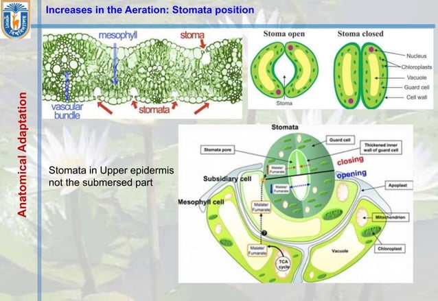 Lecture 1 definition, classification of marine hydrophytes | PPTX