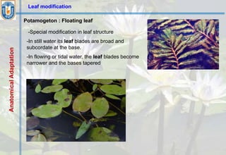 Lecture 1 definition, classification of marine hydrophytes | PPTX