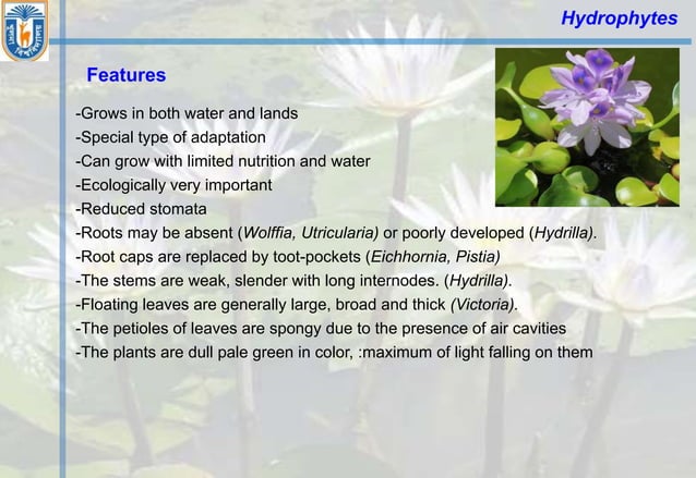Lecture 1 definition, classification of marine hydrophytes | PPTX