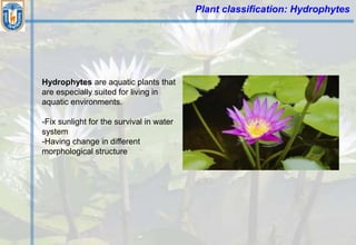 Lecture 1 definition, classification of marine hydrophytes | PPTX