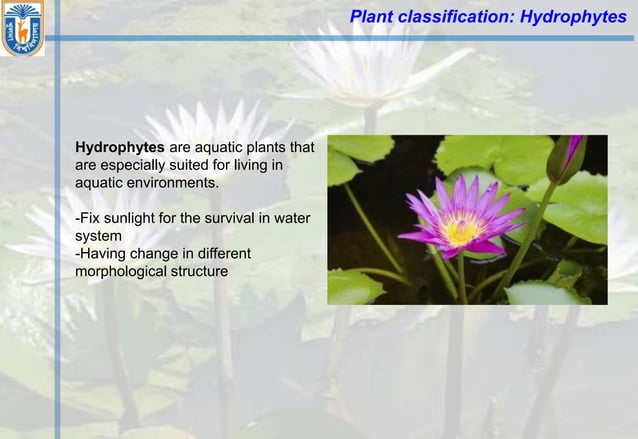 Lecture 1 definition, classification of marine hydrophytes | PPTX