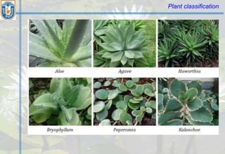 Lecture 1 definition, classification of marine hydrophytes | PPTX