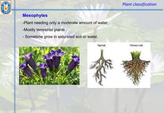 Lecture 1 definition, classification of marine hydrophytes | PPTX