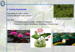 Types Of Hydrophytes Plants