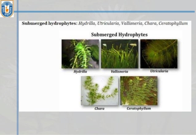 Lecture 1 definition, classification of marine hydrophytes Lecture 1 definition, classification of marine hydrophytes