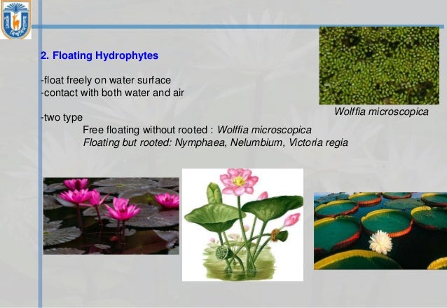 Lecture 1 definition, classification of marine hydrophytes Lecture 1 definition, classification of marine hydrophytes