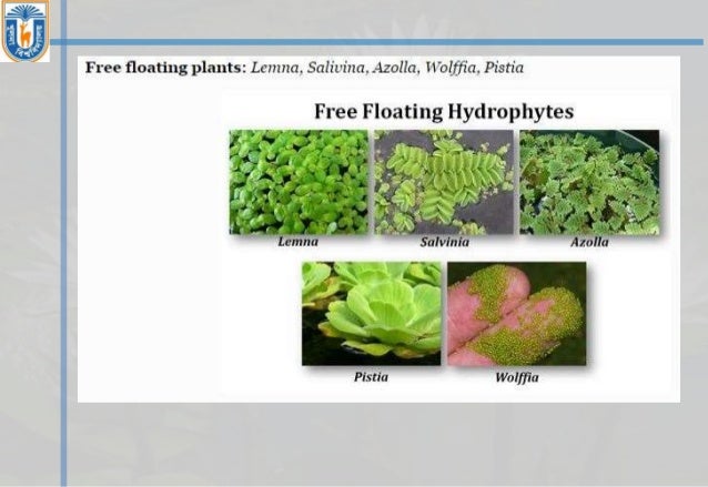 Lecture 1 definition, classification of marine hydrophytes Lecture 1 definition, classification of marine hydrophytes