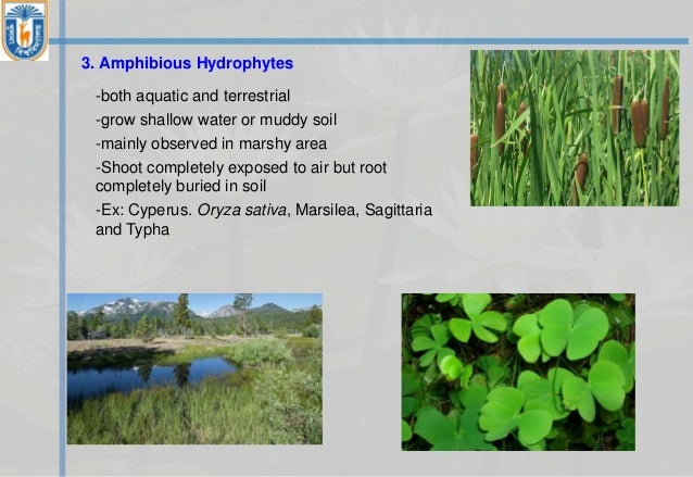 Lecture 1 definition, classification of marine hydrophytes Lecture 1 definition, classification of marine hydrophytes