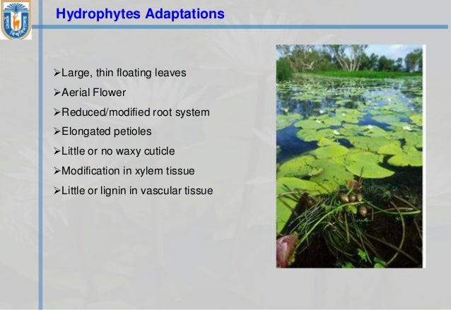 Lecture 1 definition, classification of marine hydrophytes Lecture 1 definition, classification of marine hydrophytes