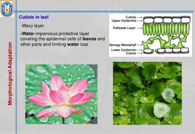 Lecture 1 definition, classification of marine hydrophytes Lecture 1 definition, classification of marine hydrophytes