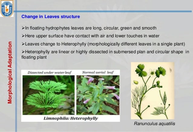 Lecture 1 definition, classification of marine hydrophytes Lecture 1 definition, classification of marine hydrophytes