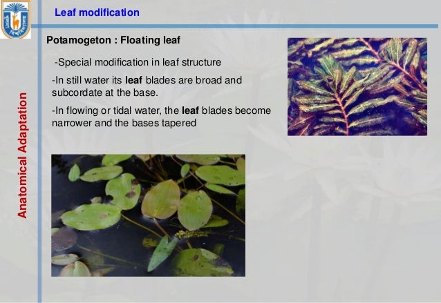 Lecture 1 definition, classification of marine hydrophytes Lecture 1 definition, classification of marine hydrophytes