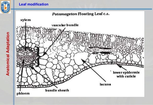 Lecture 1 definition, classification of marine hydrophytes Lecture 1 definition, classification of marine hydrophytes