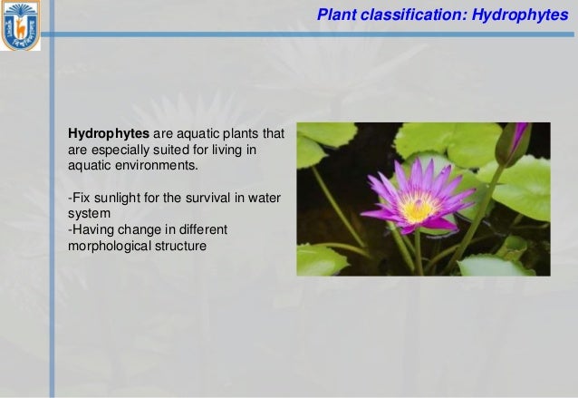 Lecture 1 definition, classification of marine hydrophytes Lecture 1 definition, classification of marine hydrophytes