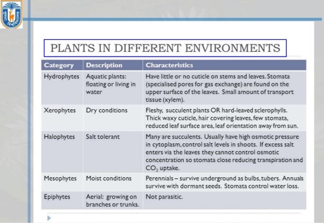 Lecture 1 Definition Classification Of Marine Hydrophytes