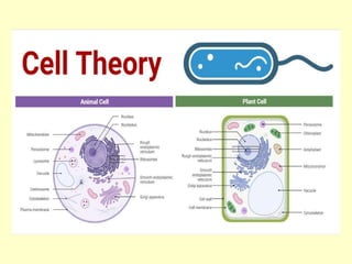 Definition of Genetics, Heredity and variation | PPT