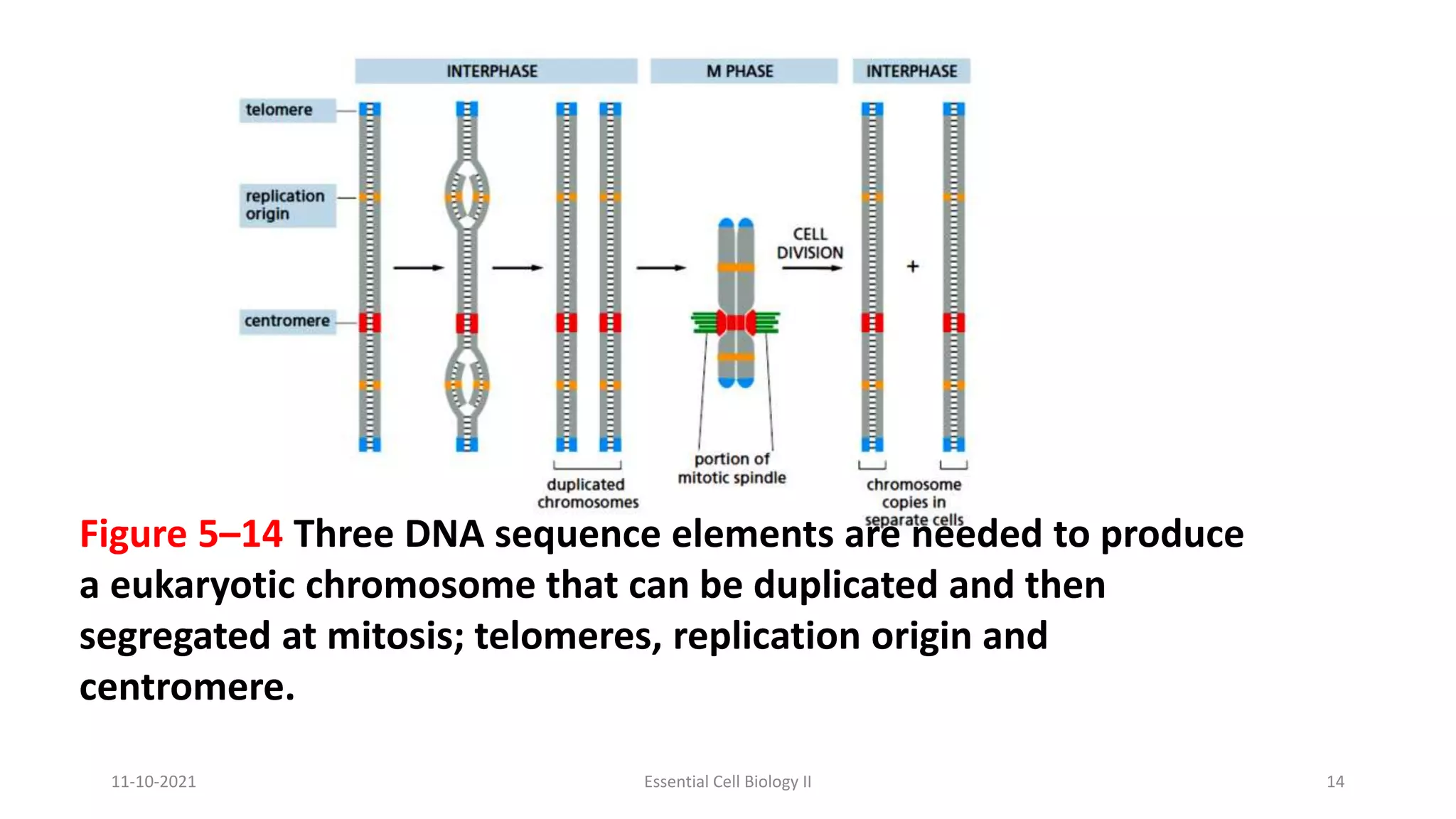 Lecture 1 DNA and Chromosomes.pptx
